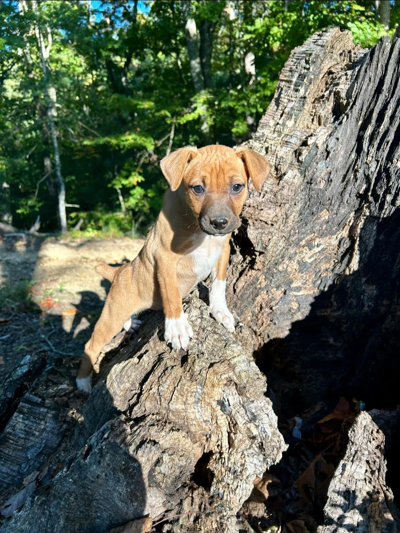 Get On The Waitlist Today! – Barger Stock Feist