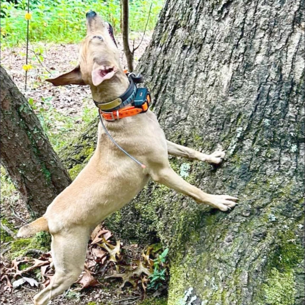 A New Cross – Barger Stock Feist