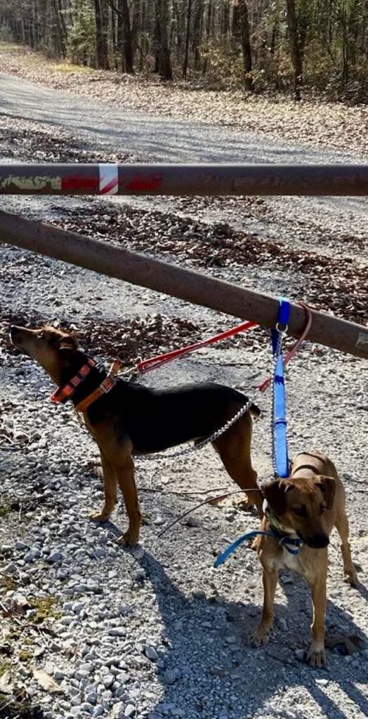 Our New Cross – Barger Stock Feist