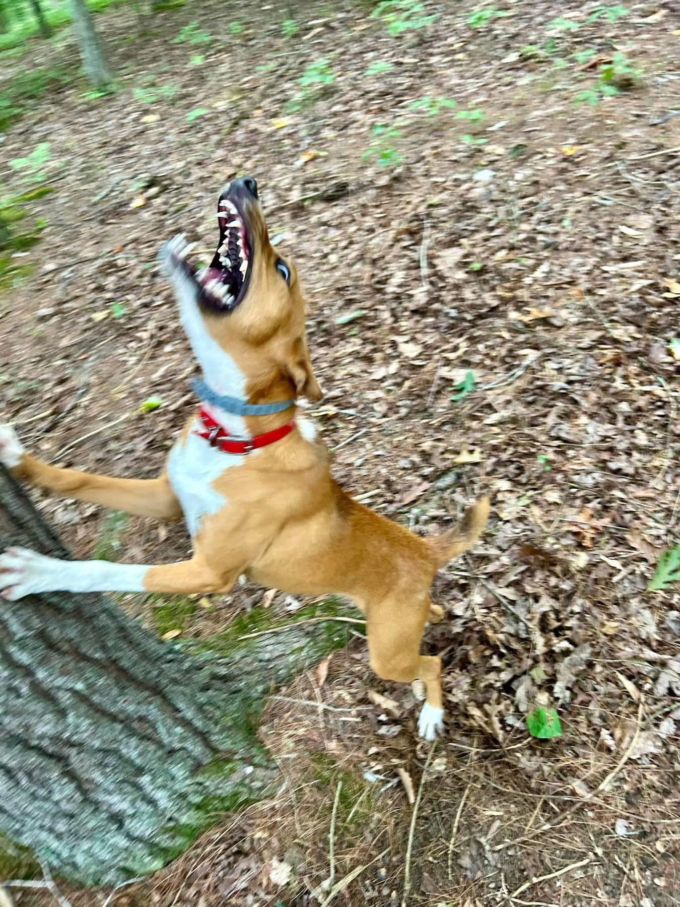 March’s Cross – Barger Stock Feist