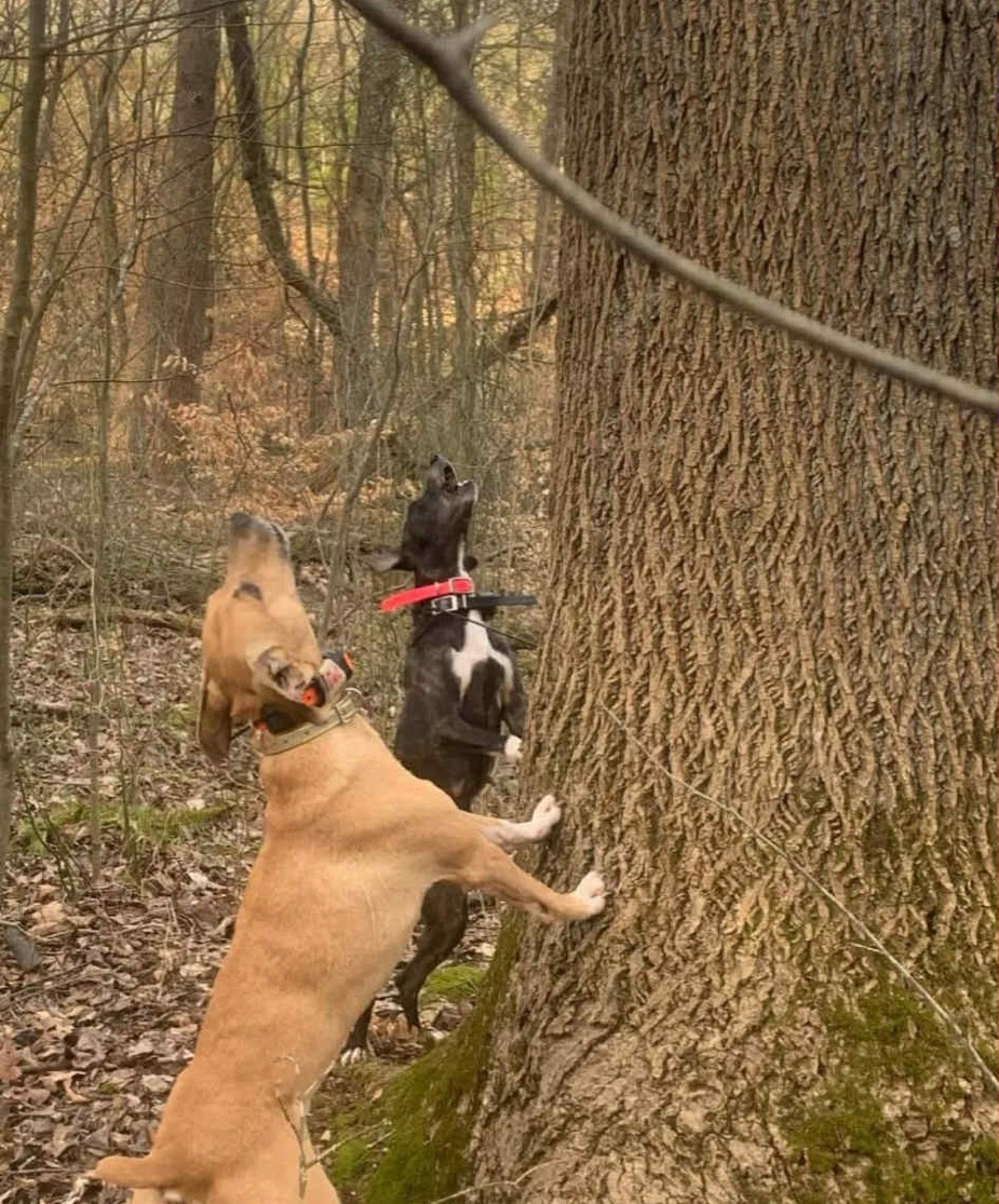 July’s Cross – Barger Stock Feist